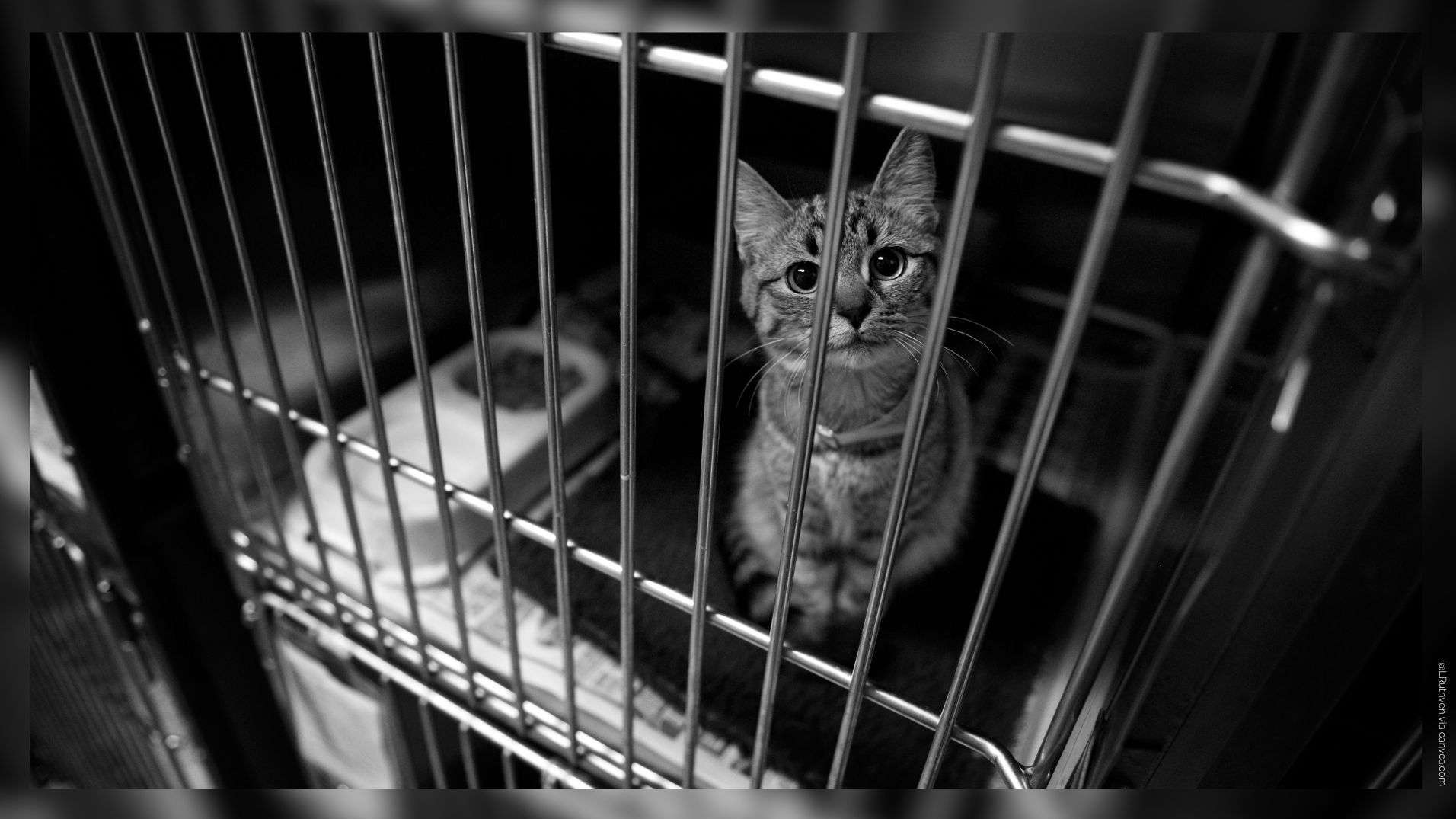 Bilan SPA 2025 : explosion des plaintes pour maltraitance et animaux ...